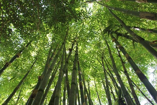 Bamboo Farming In Uganda