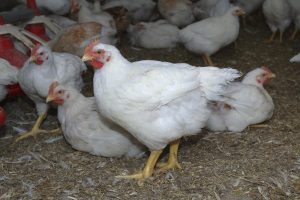 Poultry Farming in Uganda