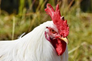 Local chicken farming in Uganda
