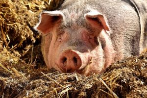Piggery Farming In Uganda