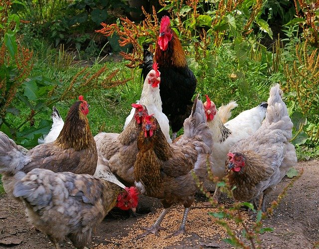 Poultry Farming in Uganda