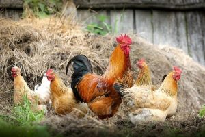 Poultry Farming in Uganda