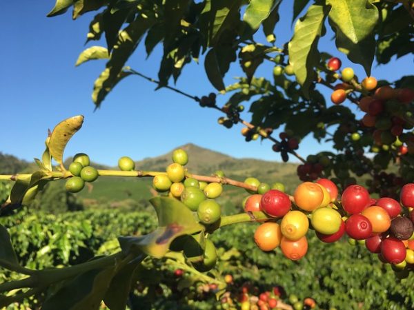 Coffee Growing in Uganda